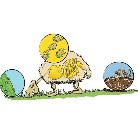Morvan : des microchampignons retracent l’histoire de l’élevage ...