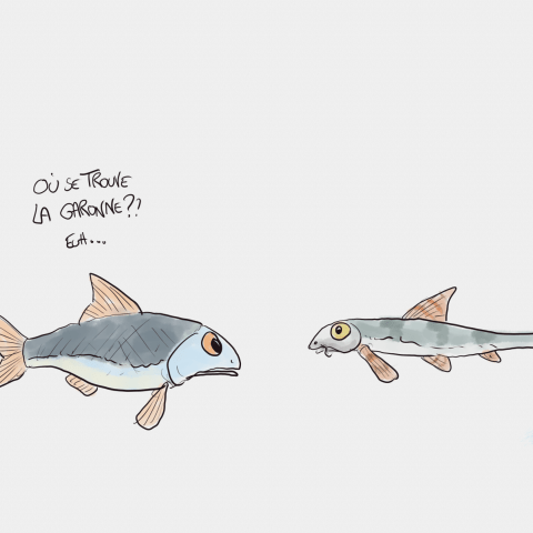 Le goujon occitan, petit nouveau dans les rivières bourguignonnes ...